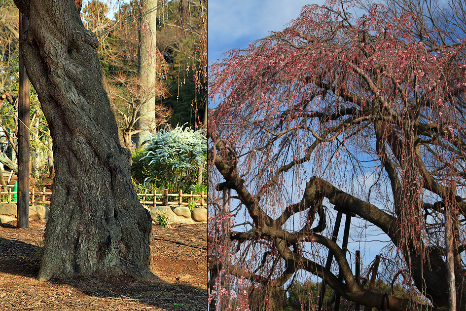 清瀧院のしだれ桜 | 千葉県流山市